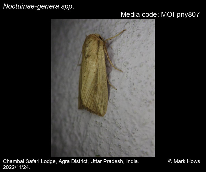 Noctuinae-genera spp. | Moths